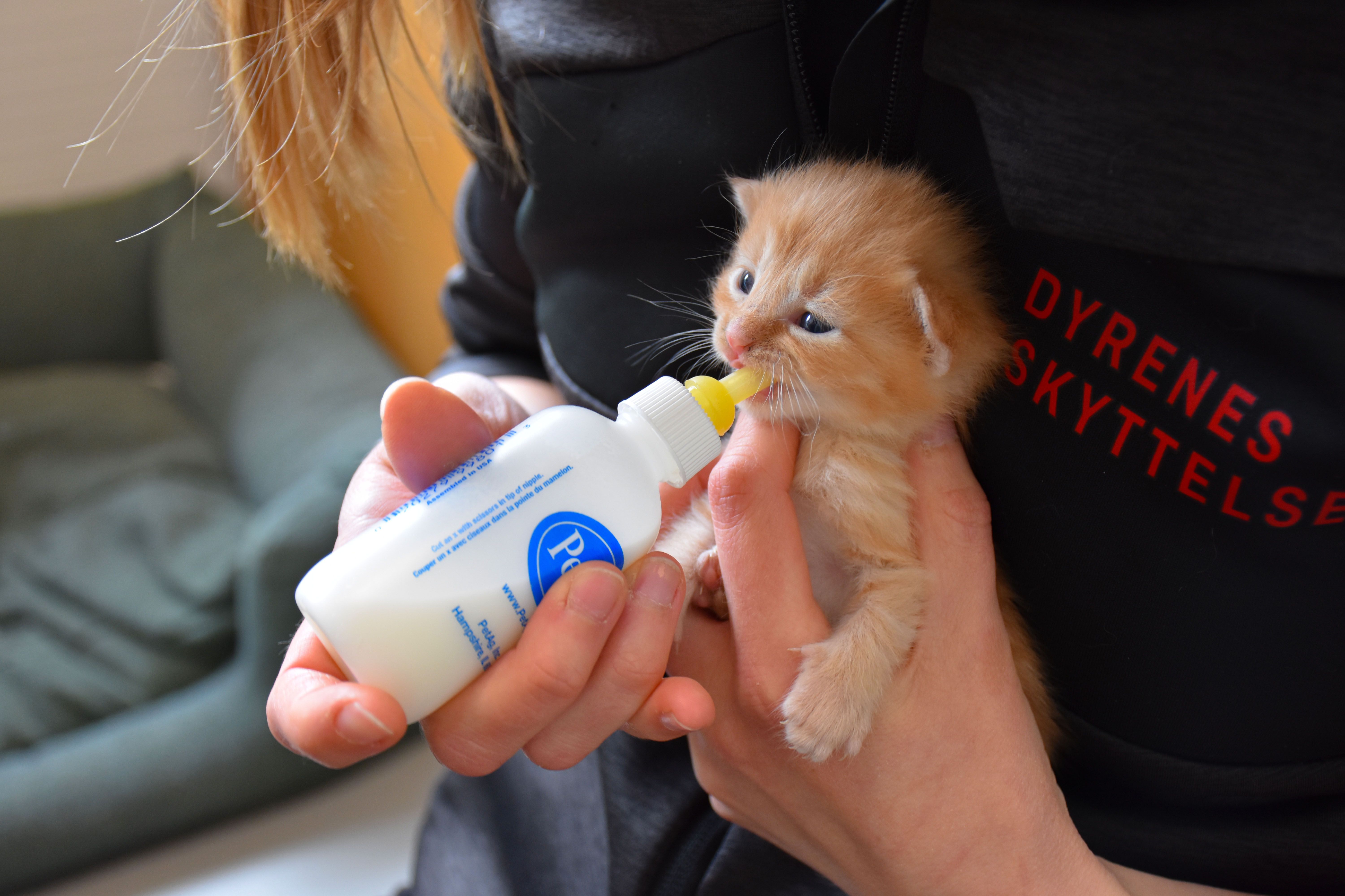 Bliv plejefamilie ved Dyrenes Beskyttelse Århus | Dyrenes Beskyttelse